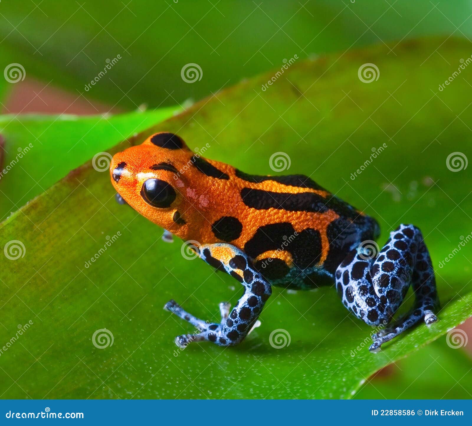 Red Poison Dart Frog
