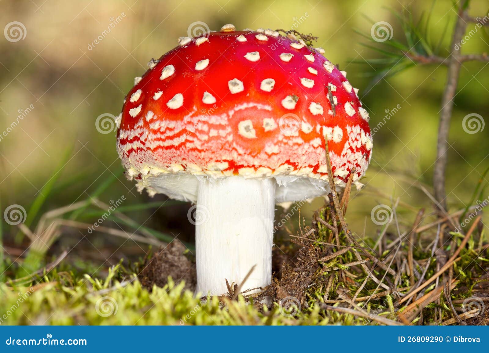 Red Poison Mushroom Stock Photo - Image: 26809290
