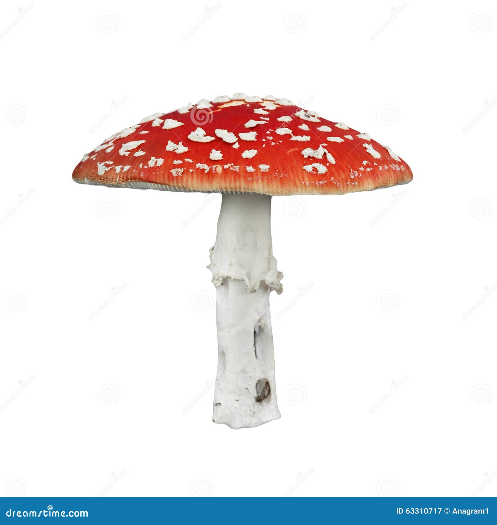 Red poison mushroom stock image. Image of toxic, background - 63310717