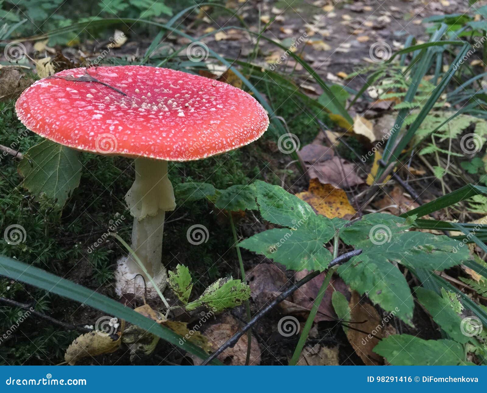 Red poisonous fly agaric stock photo. Image of picnic - 98291416
