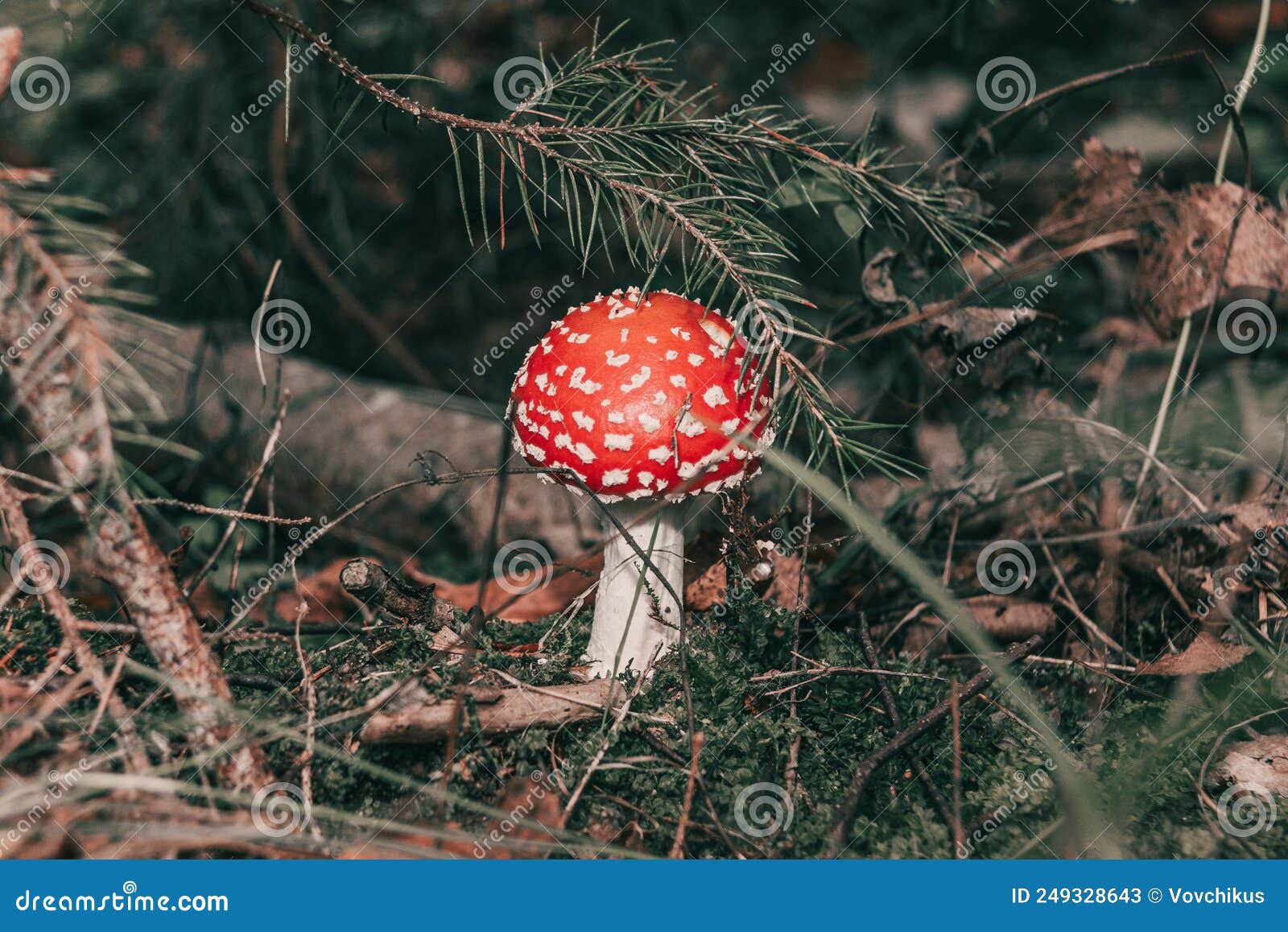 Red Poisonous Fly Agaric in the Forest. Fly Agaric Red Stock Image ...