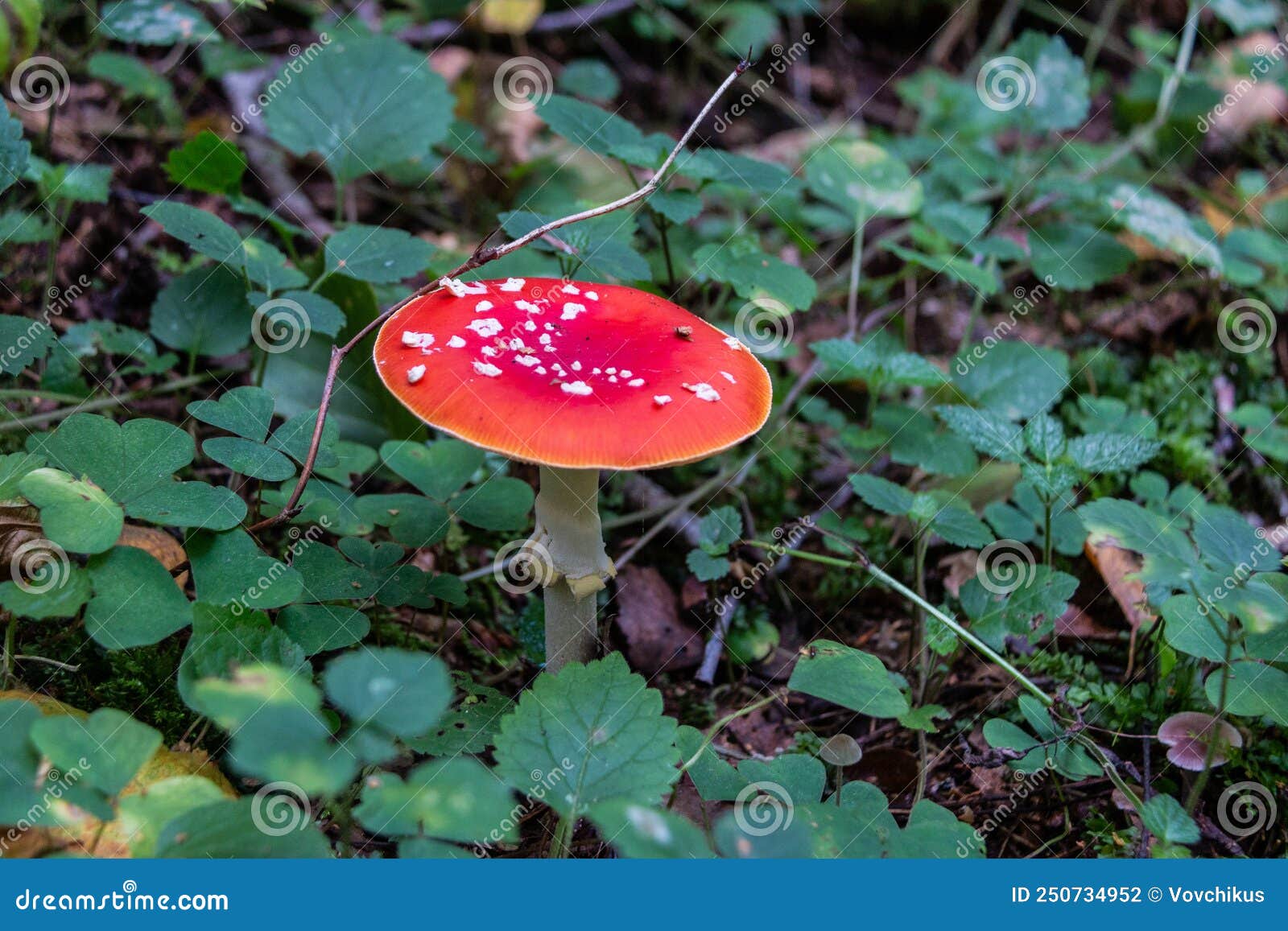 Red Poisonous Fly Agaric in the Forest. Fly Agaric Red Stock Photo ...