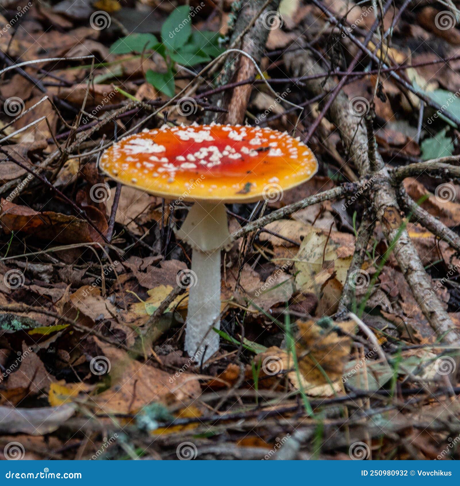 Red Poisonous Fly Agaric in the Forest. Fly Agaric Red Stock Photo ...