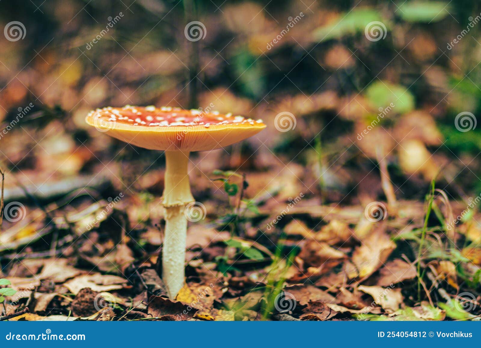 Red Poisonous Fly Agaric in the Forest. Close-up Stock Photo - Image of ...