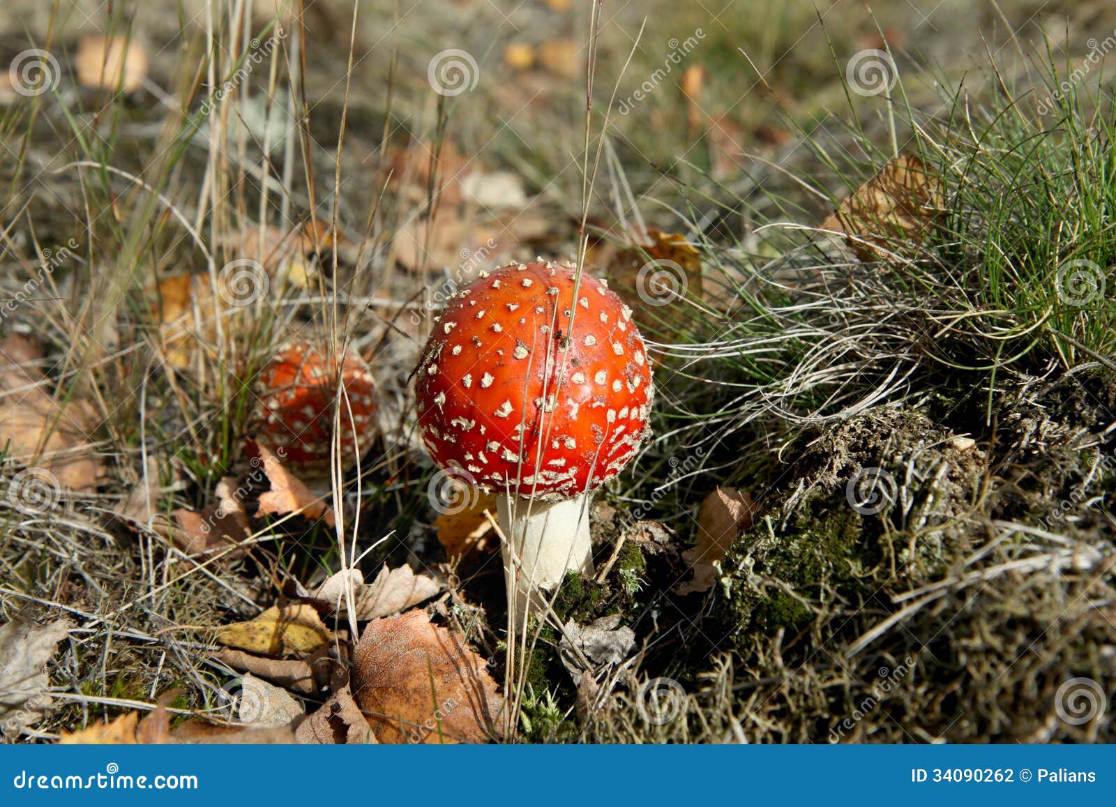 Red a poisonous toadstool stock photo. Image of toxic - 34090262
