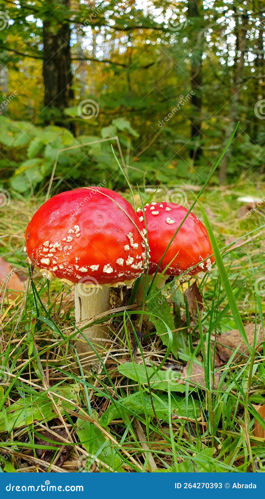 Red Poisonous Toadstools in the Green Forest Stock Image - Image of ...
