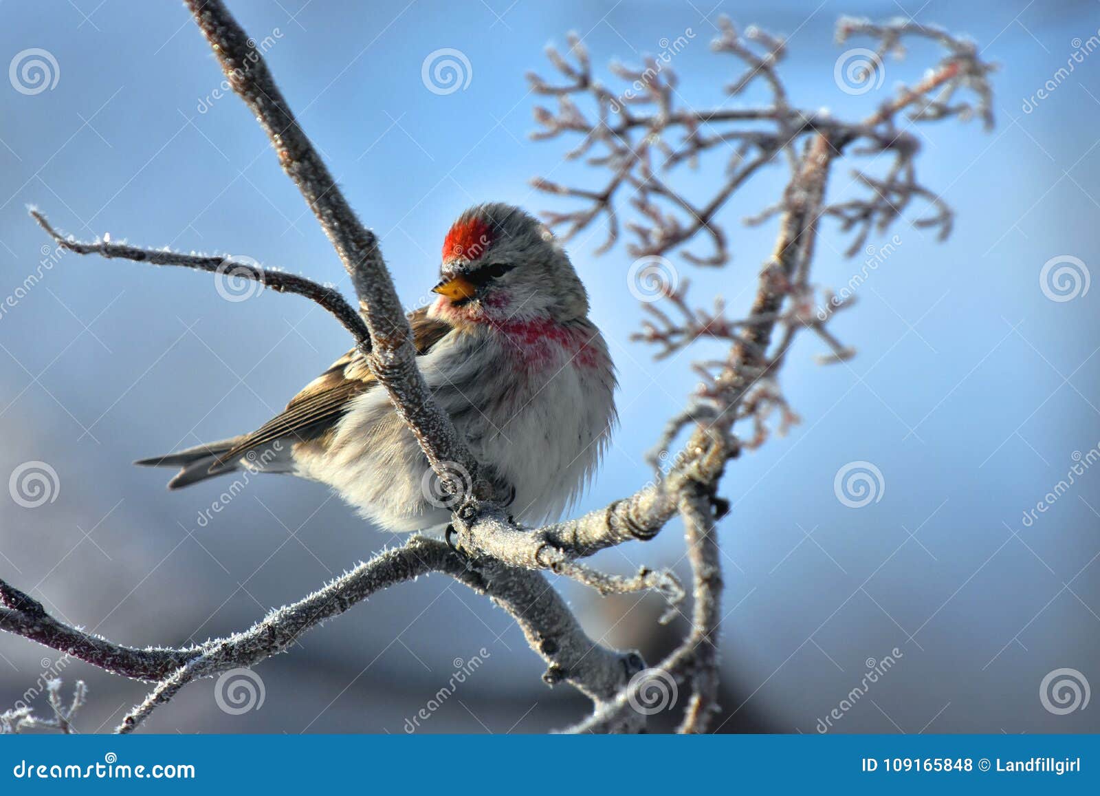 Red Pole Song Bird stock photo. Image of background - 109165848