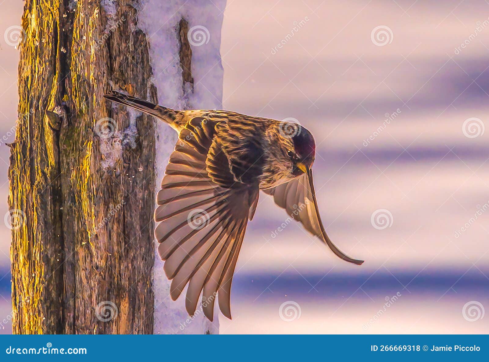 Red Poll Bird Flying in Spring Stock Photo - Image of flying, spring ...