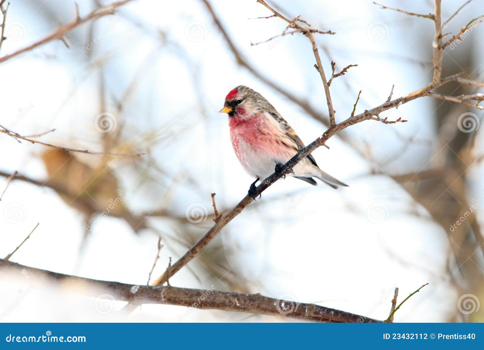 Red-poll in forest stock photo. Image of looking, bird - 23432112