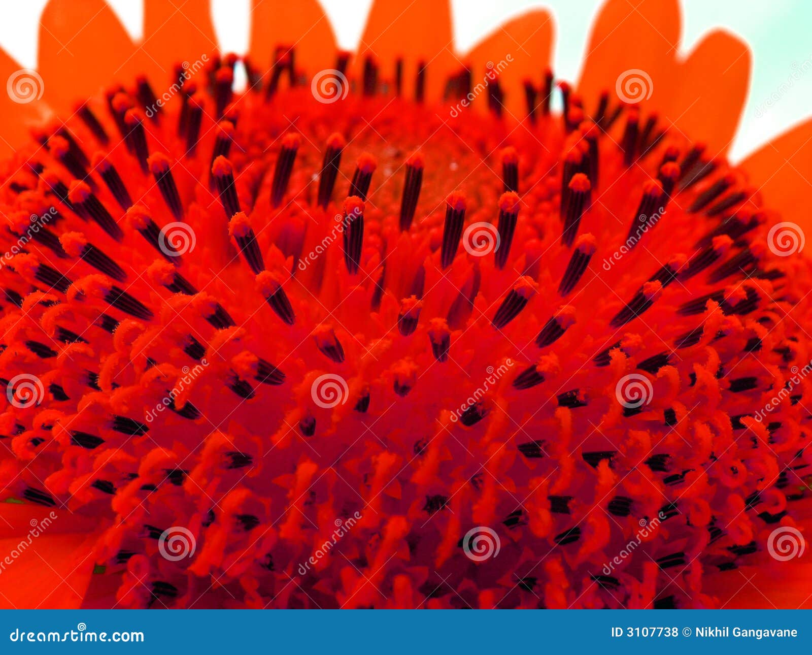 Red Pollen Royalty Free Stock Photos - Image: 3107738