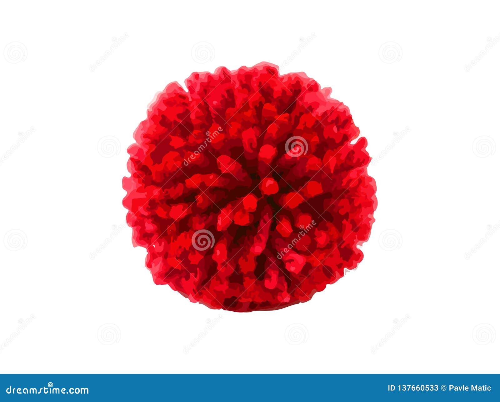 Red Pom Pom Isolated on White Background Stock Vector - Illustration of ...
