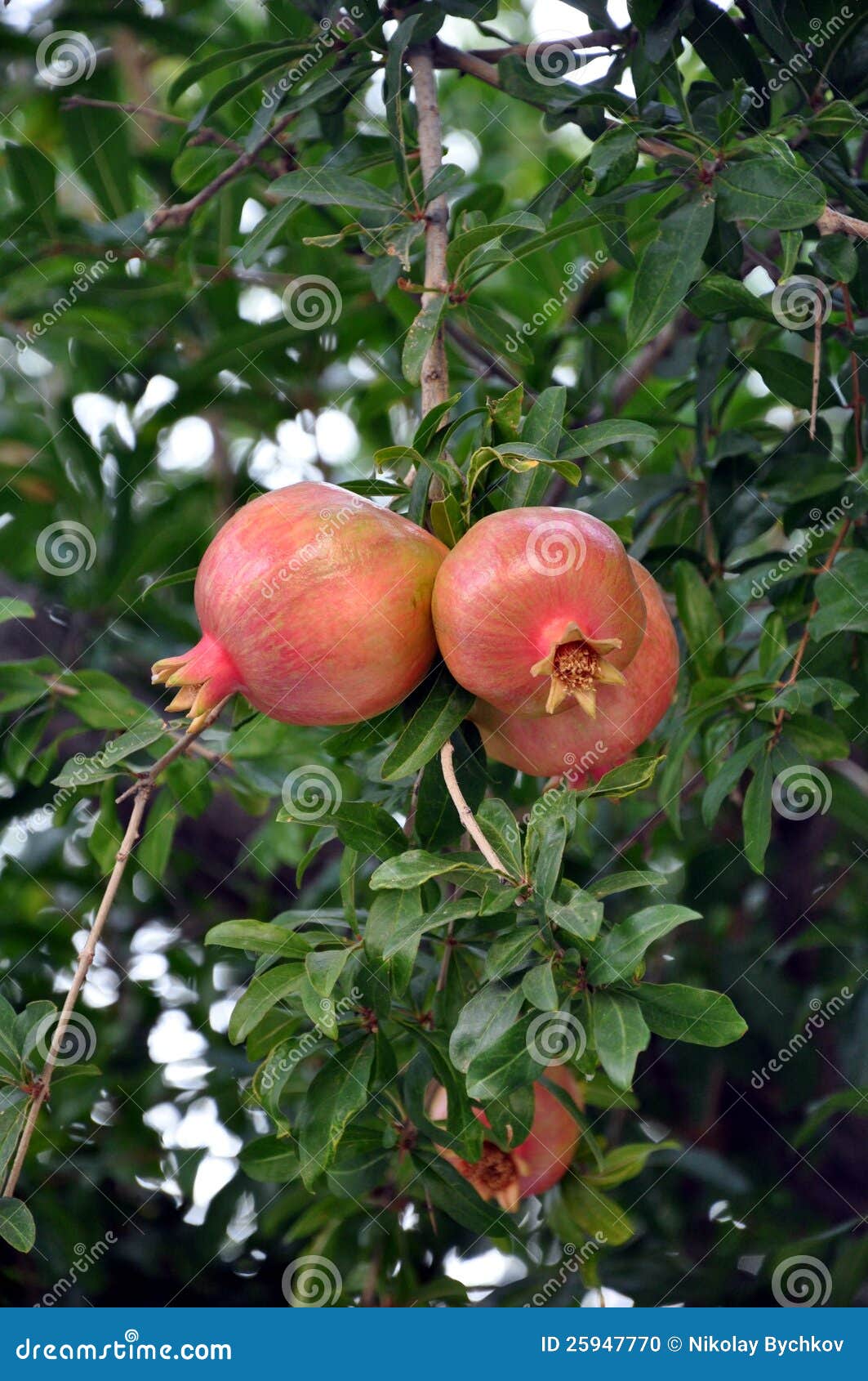 RED POMEGRANATE stock photo. Image of eating, color, dessert - 25947770