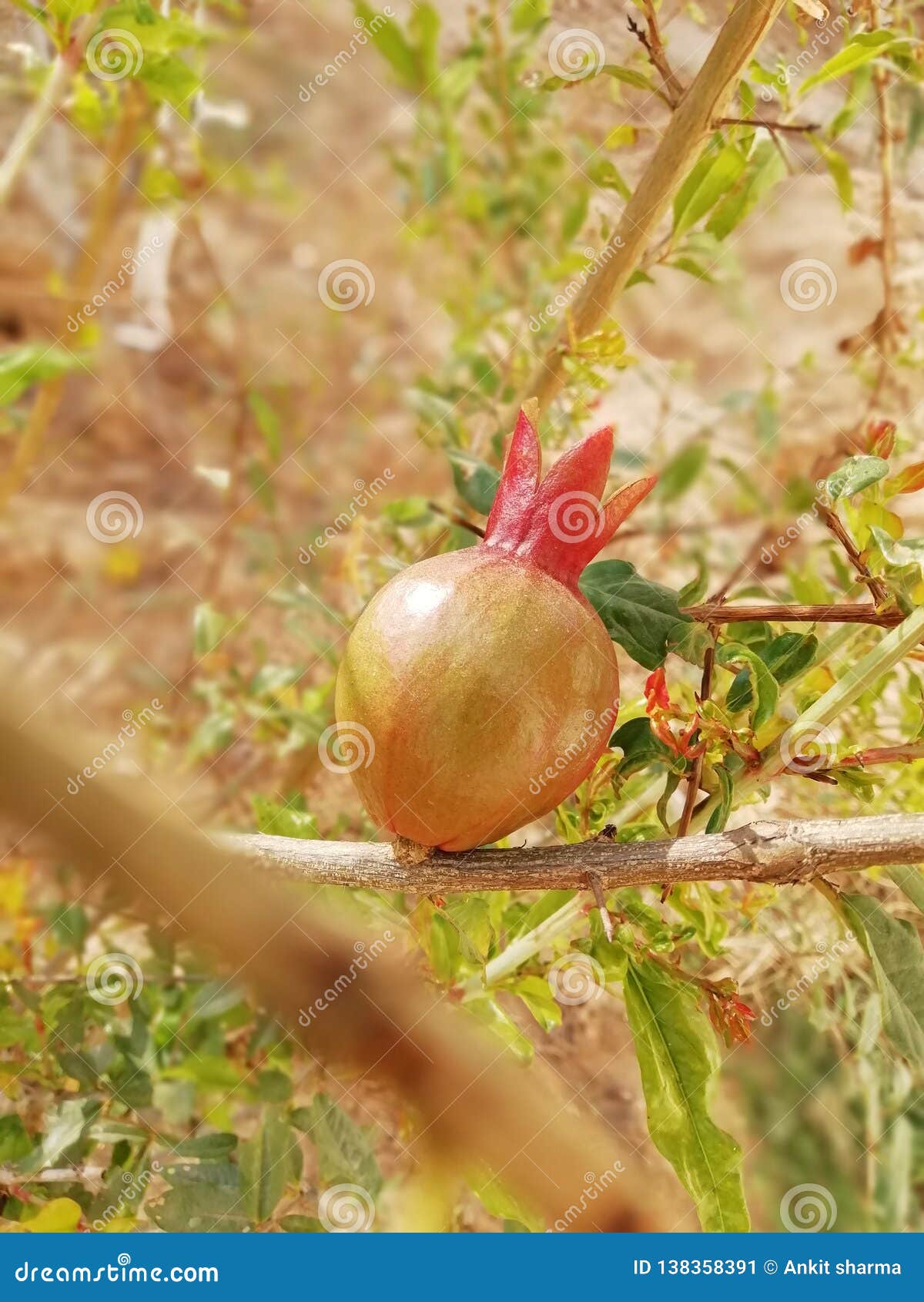 A red pomegranate stock image. Image of pomegranate - 138358391