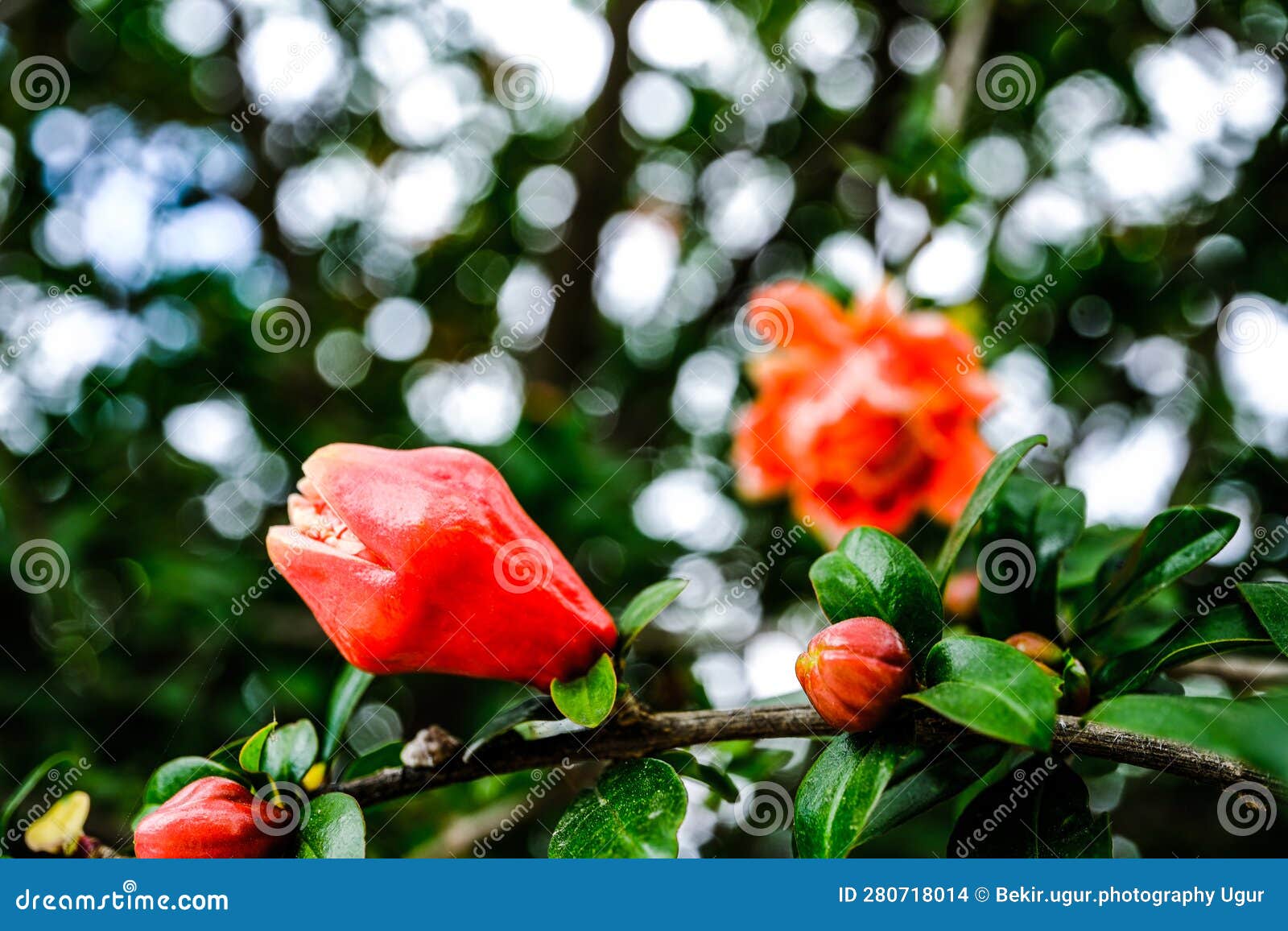 Pomegranate blossom stock photo. Image of healthy, petal - 280718014