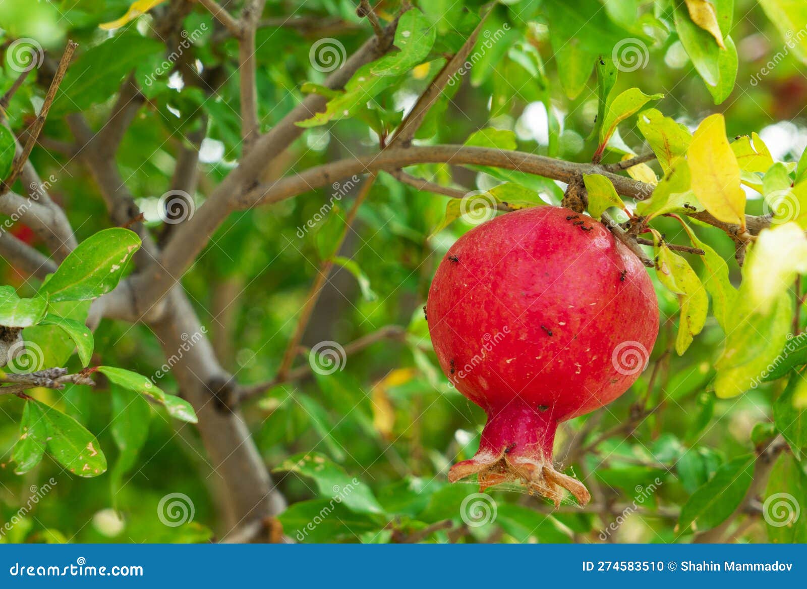 Red Pomegranate on a Branch Under the Rays of the Morning Sun Stock ...