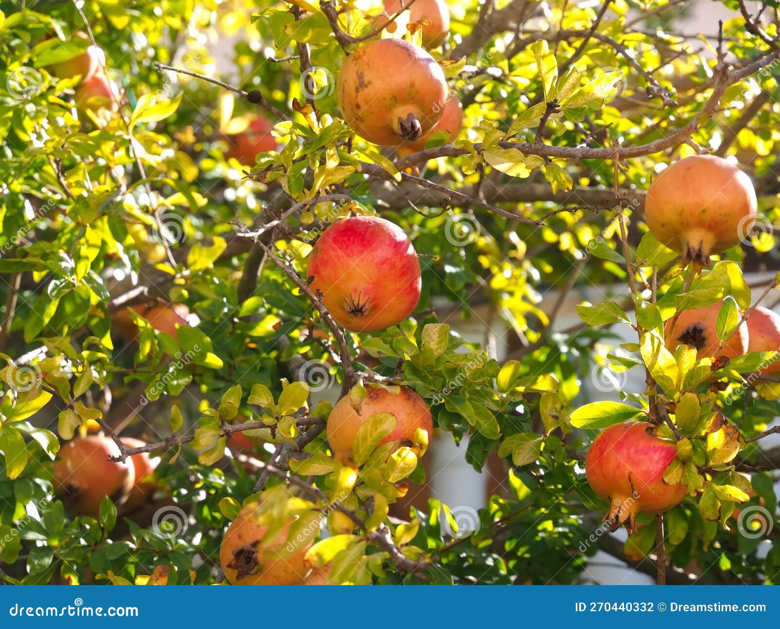 Red Pomegranates on a Pomegranate Tree Stock Photo - Image of dessert ...