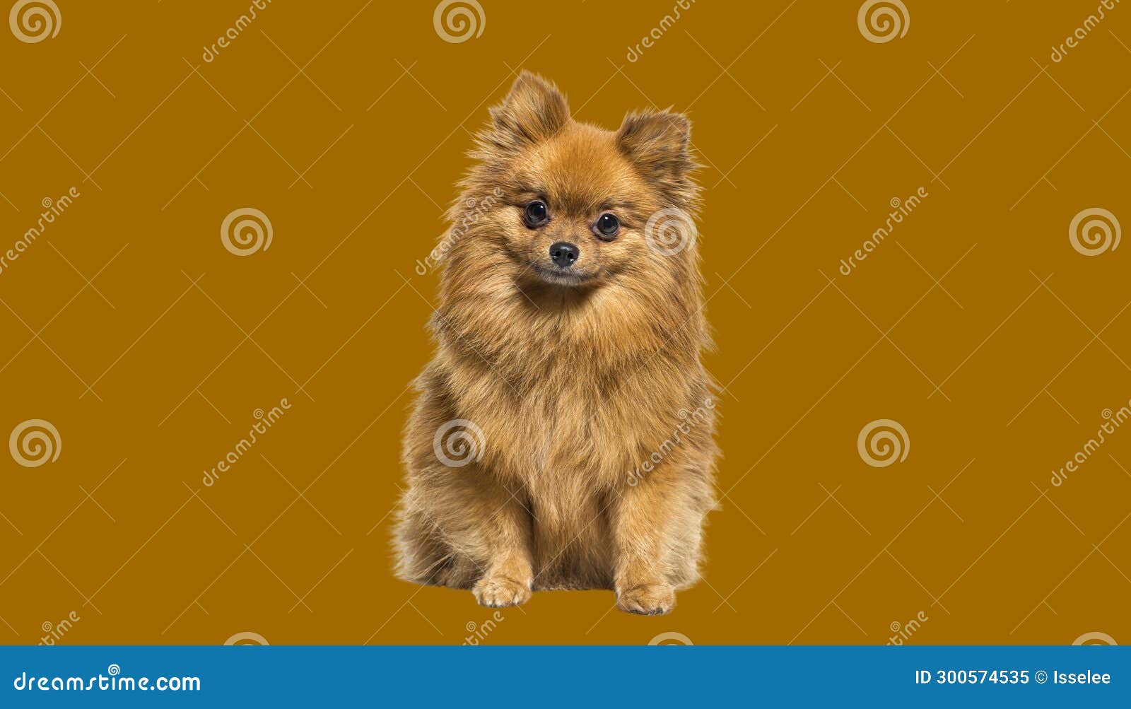 Red Pomeranian Dog Sitting in Front, Isolated on White Stock Image ...