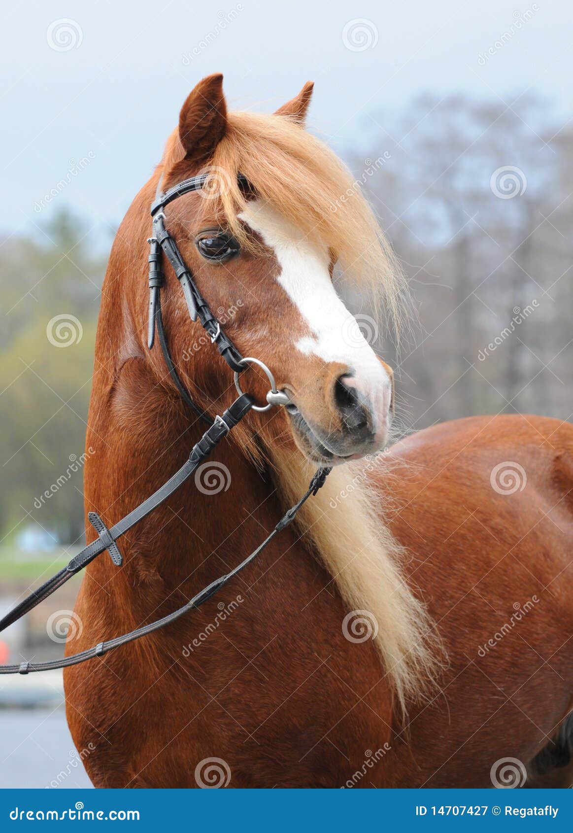 Red pony stock image. Image of pretty, stallion, mane - 14707427