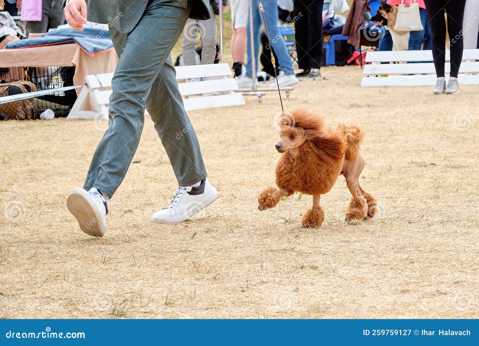 Red Poodle on a Walk in the Ring at a Dog Show Stock Image - Image of ...