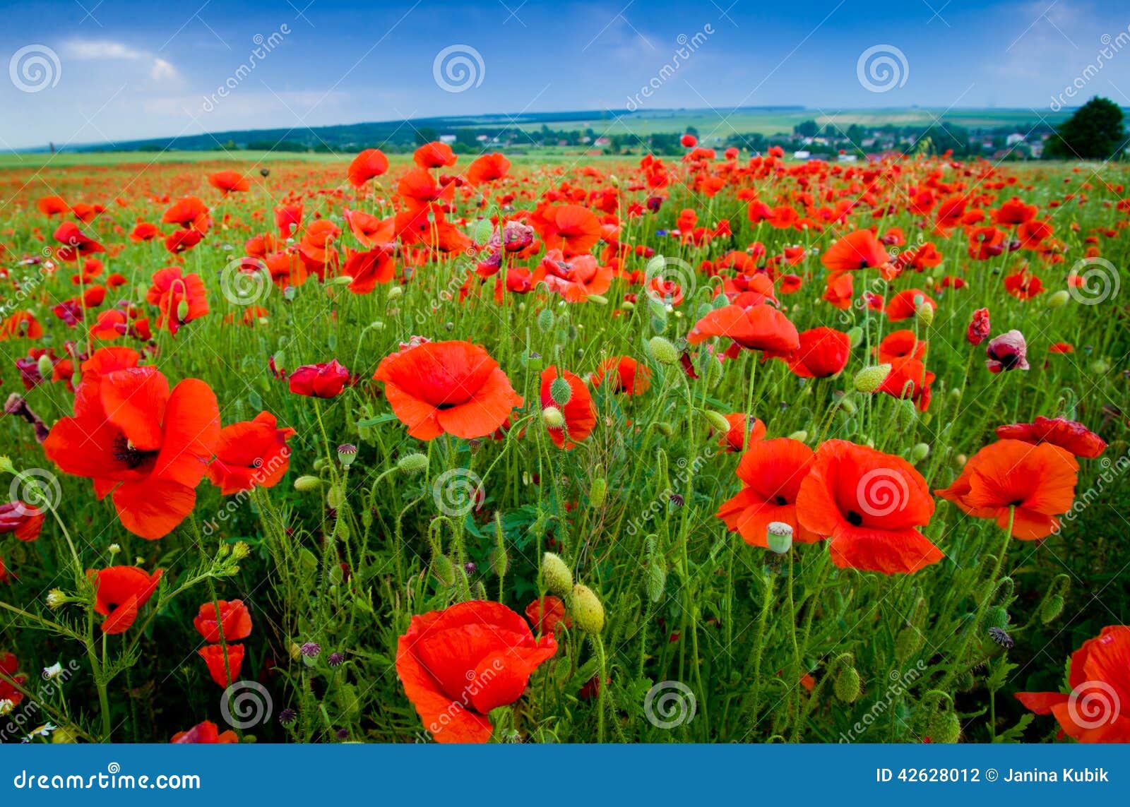 Red popies stock photo. Image of field, elegance, domestic - 42628012