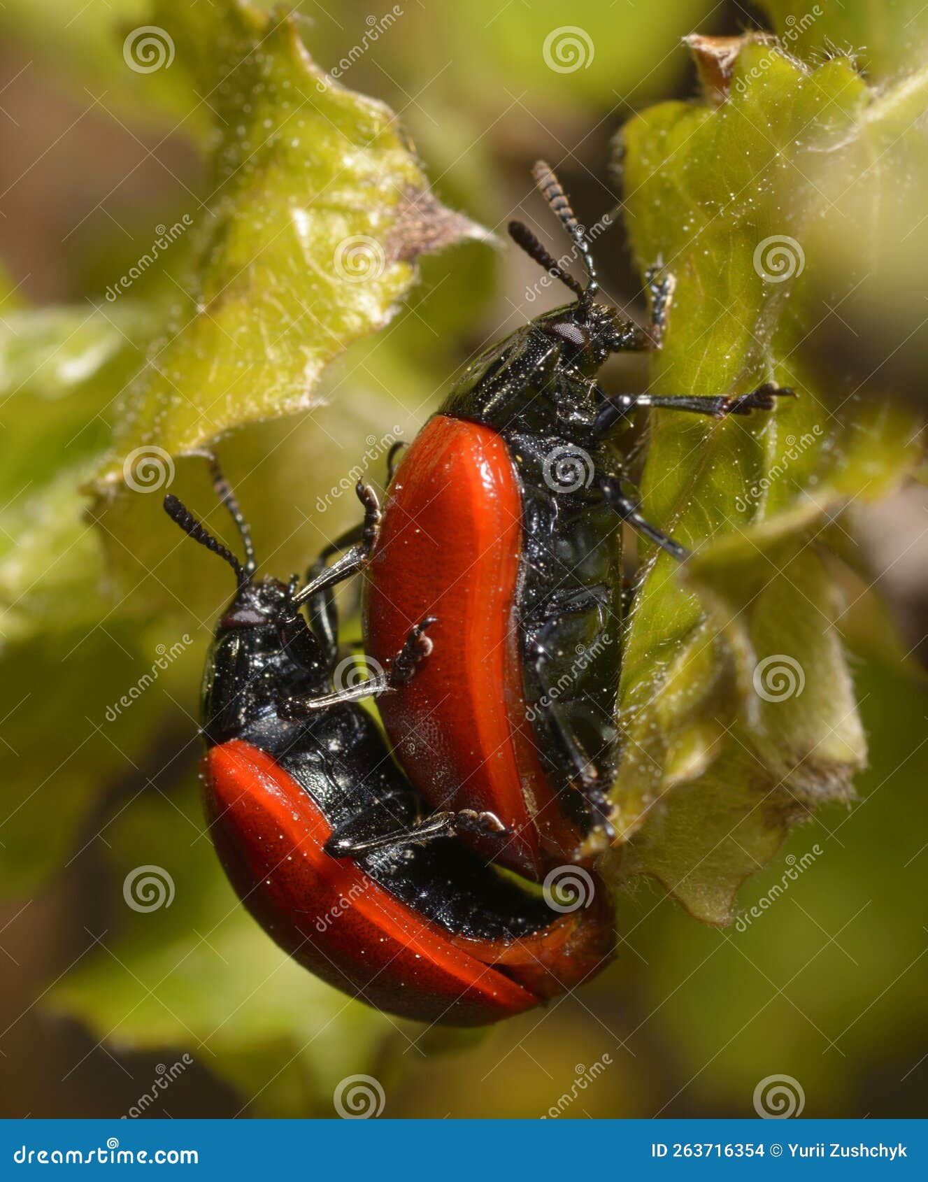 Red Poplar Leaf Beetles, Chrysomela Populi, Mating on a Green Leaf ...