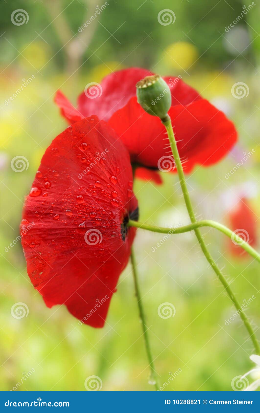 Red poppies stock image. Image of blossom, papaveraceae - 10288821