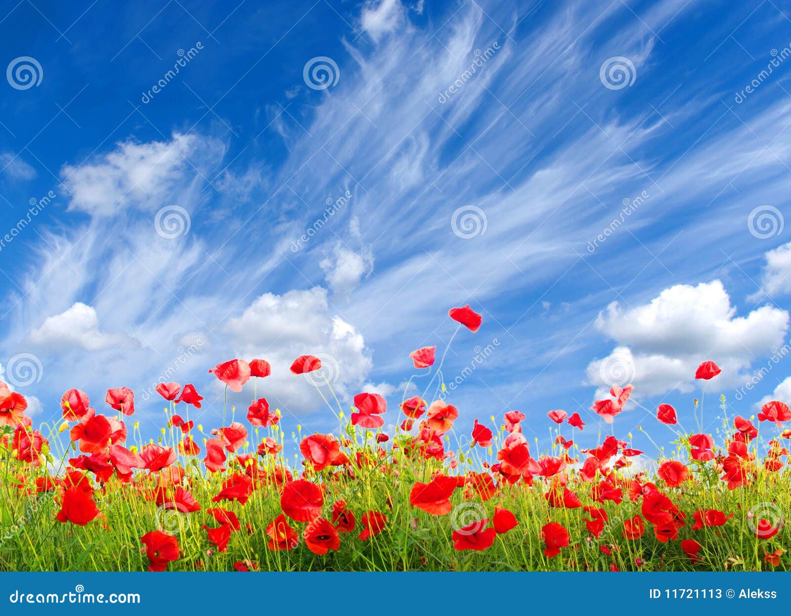 Red poppies stock image. Image of clear, petal, plants - 11721113