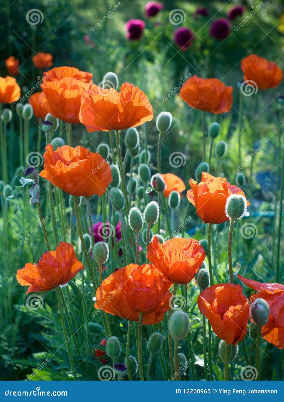 Red poppies stock image. Image of poppy, botanic, opium - 12200965