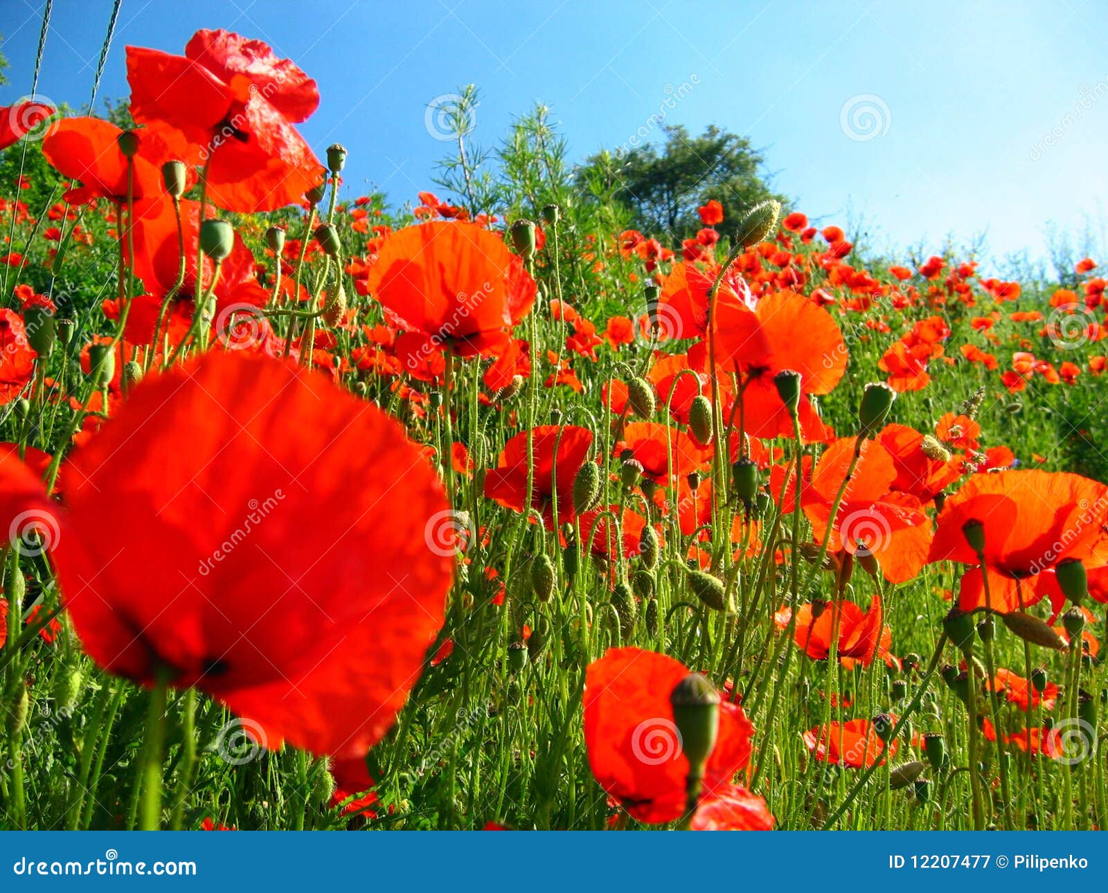 Red poppies stock image. Image of field, beautiful, july - 12207477