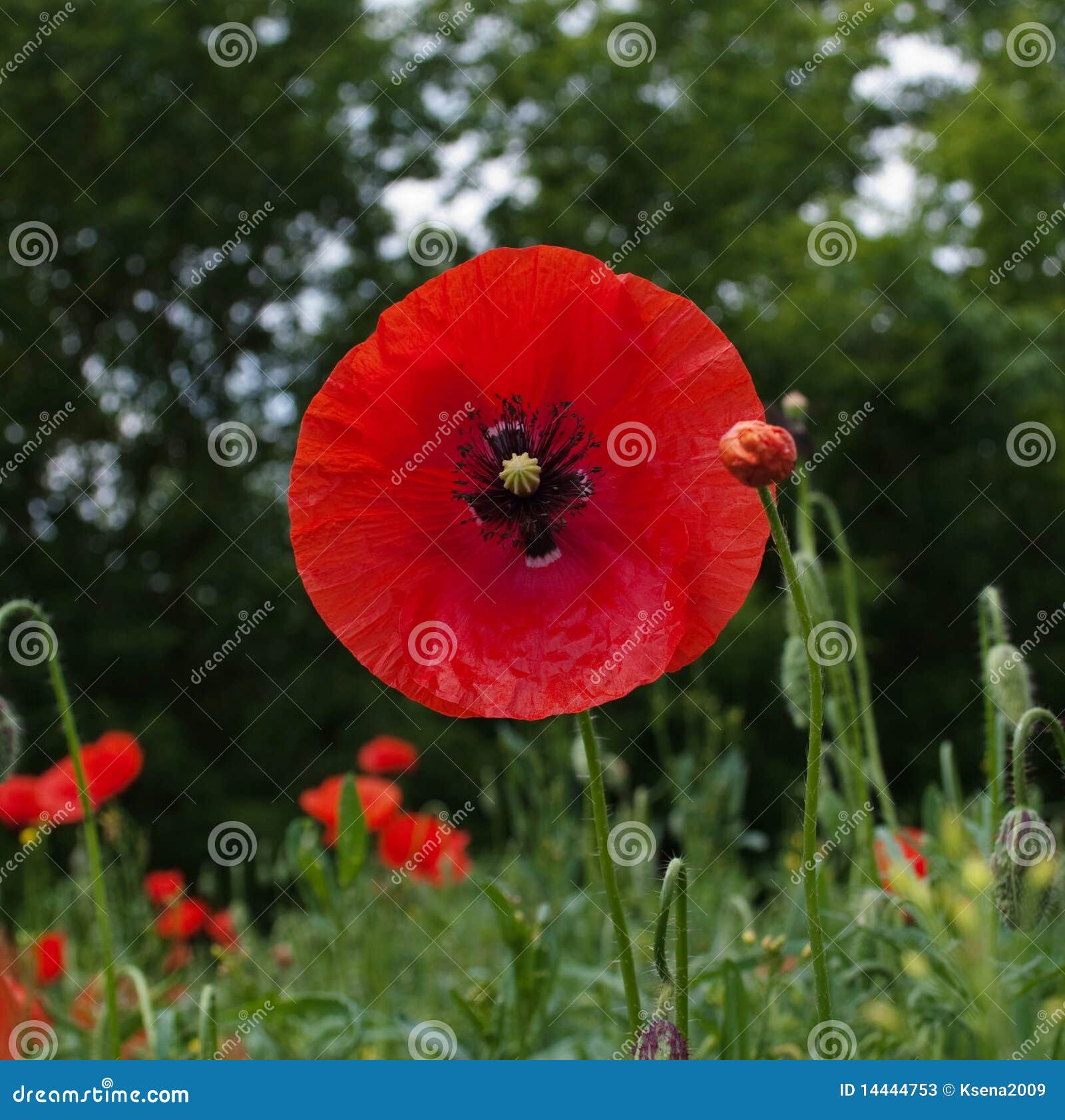 Red poppies stock image. Image of summer, sunlight, color - 14444753