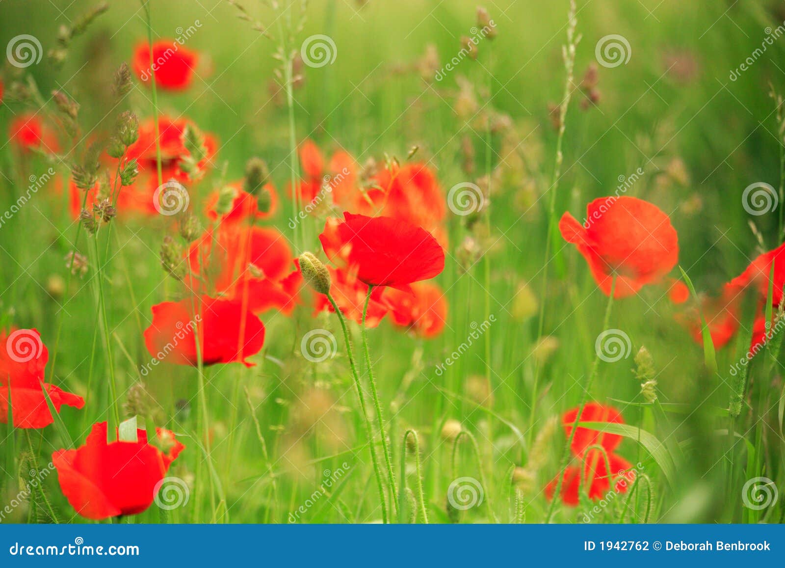 Red poppies stock photo. Image of kingdom, grass, opium - 1942762