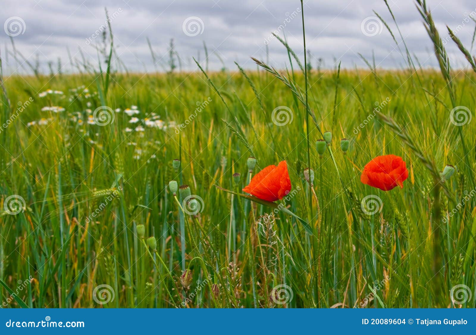Red poppies stock photo. Image of farming, field, flower - 20089604