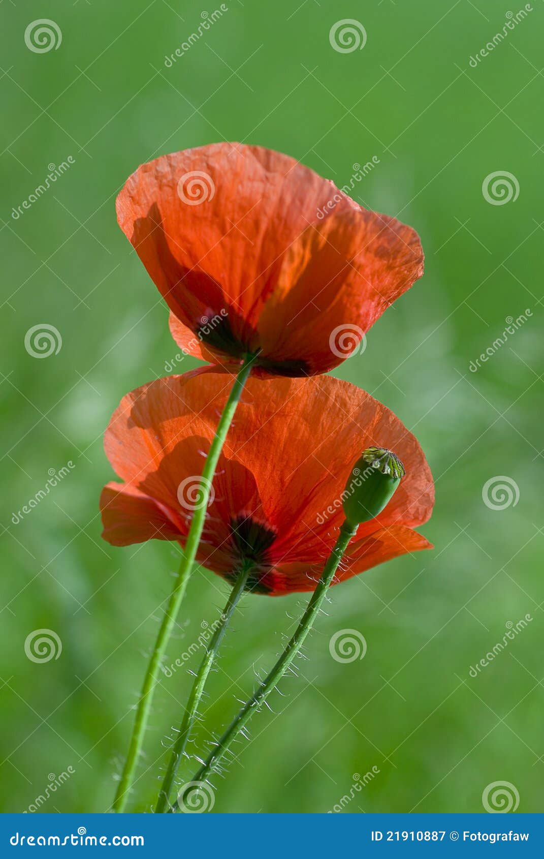 Red poppies stock image. Image of develop, growth, nature - 21910887