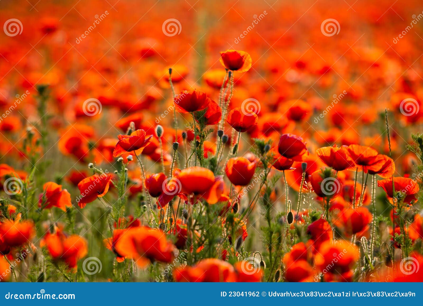 Red poppies stock photo. Image of scenery, purity, natural - 23041962