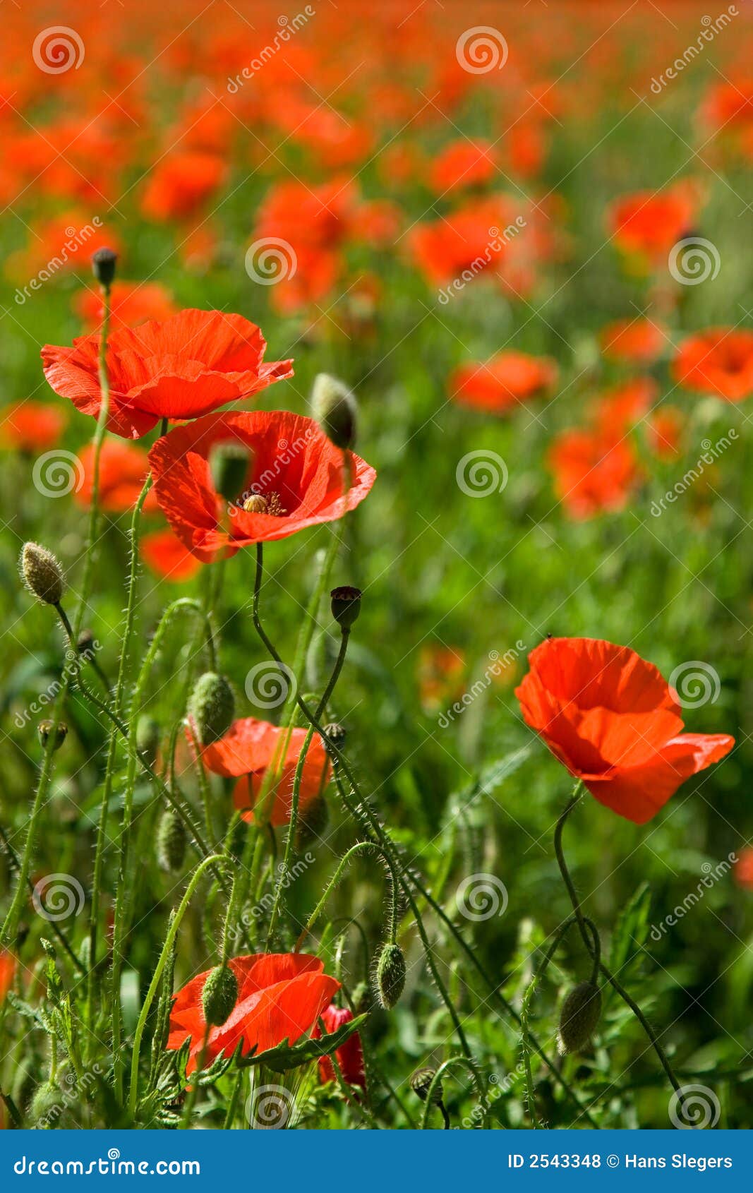 Red poppies stock photo. Image of land, close, meadow - 2543348