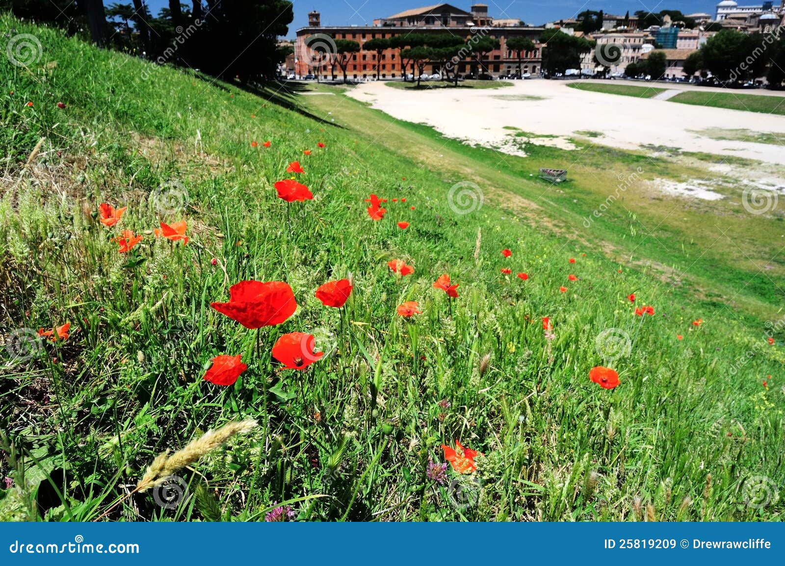 Red Poppies stock image. Image of poppies, field, europe - 25819209