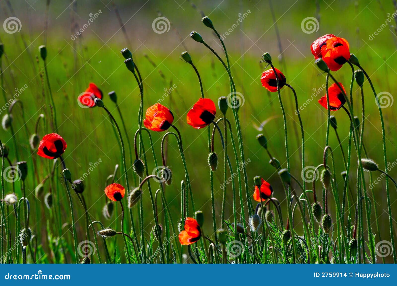 Red poppies stock photo. Image of grass, blossom, descriptive - 2759914