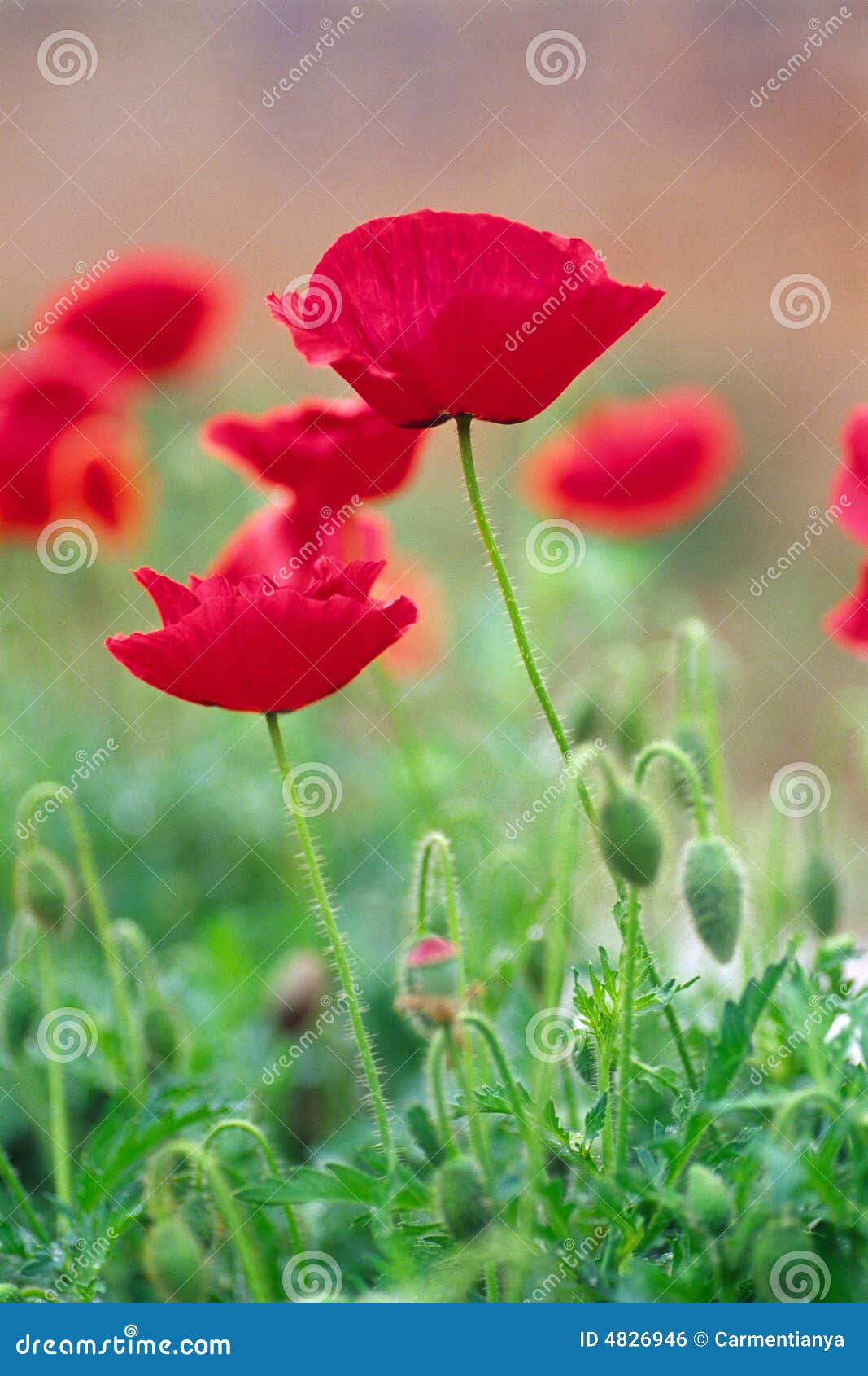 Red poppies stock photo. Image of detail, flower, field - 4826946