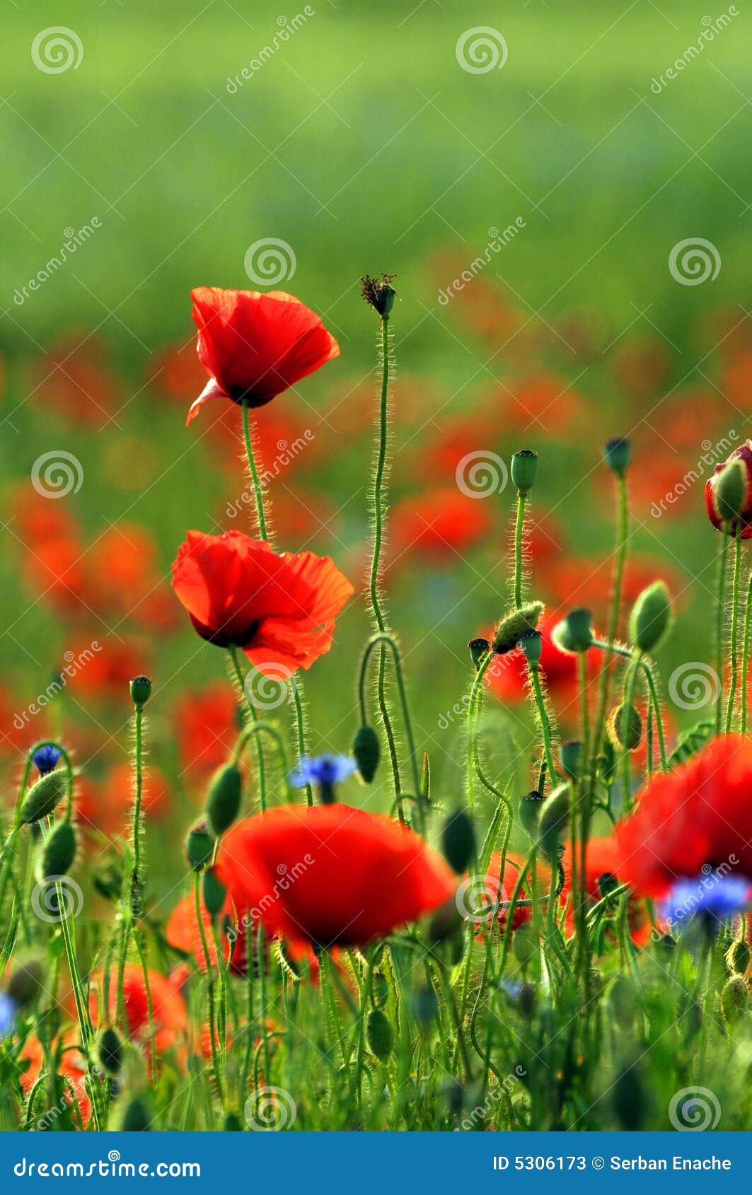Red poppies stock image. Image of blooming, colors, field - 5306173
