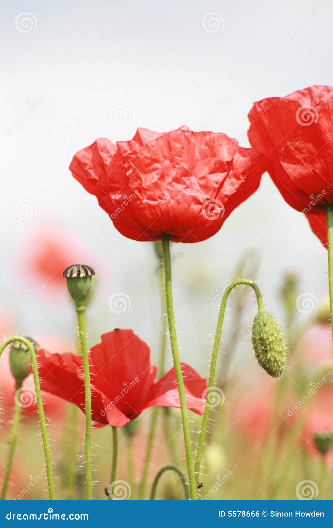 Red Poppies stock photo. Image of parcel, flora, perennial - 5578666