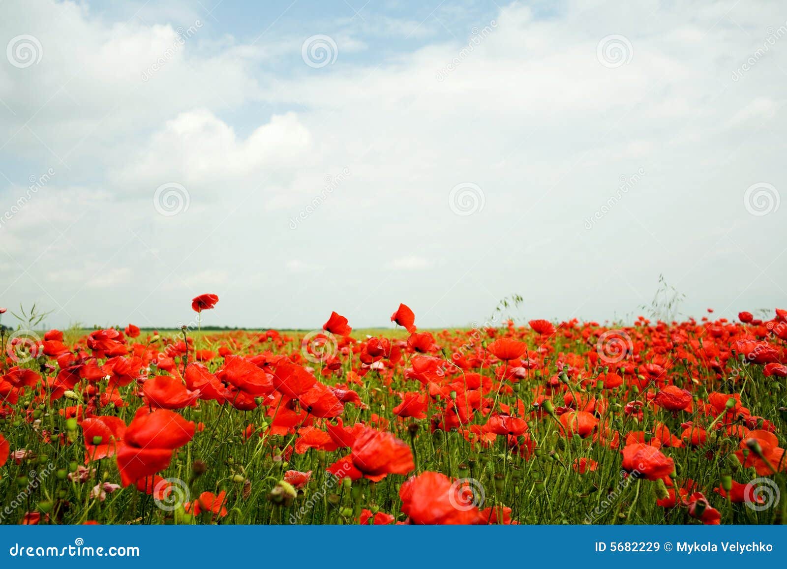Red poppies stock image. Image of agriculture, blue, petal - 5682229