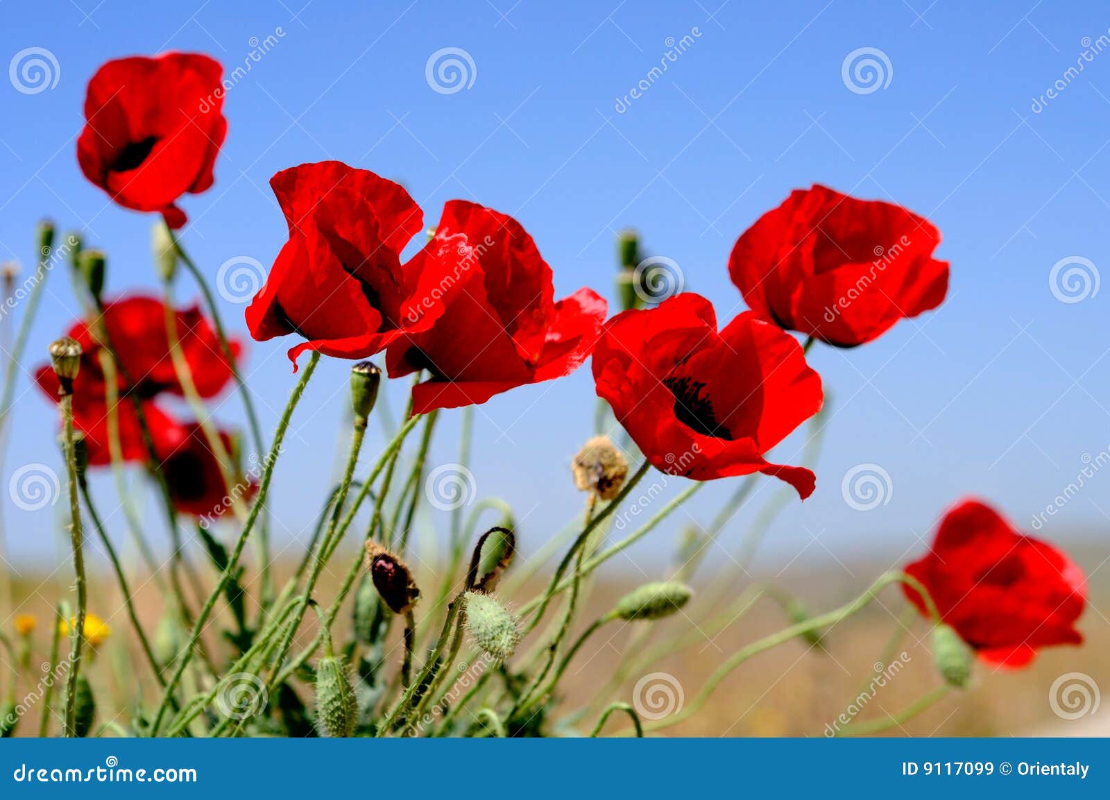 Red poppies stock image. Image of wild, poppy, strong - 9117099