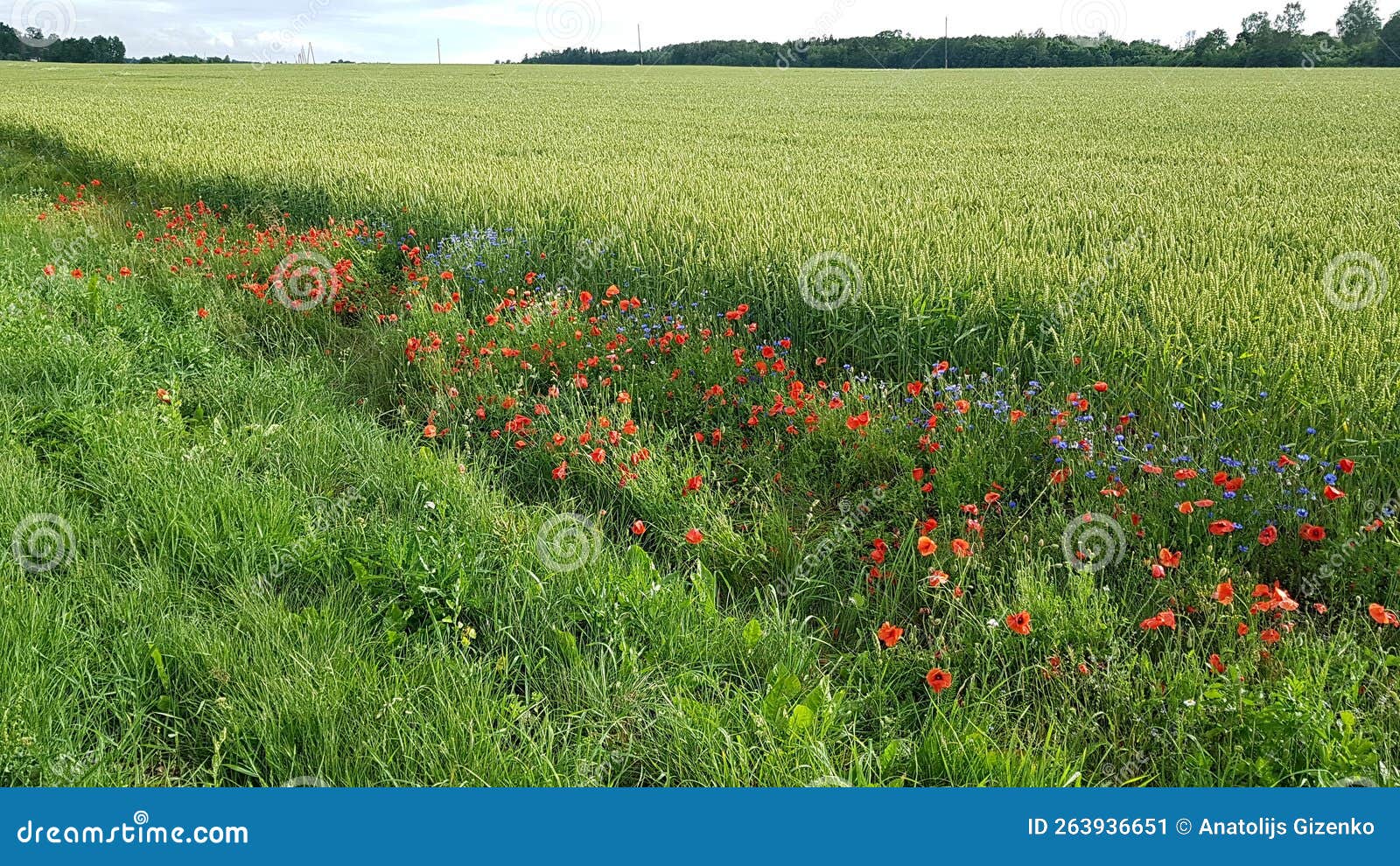 Red Poppies Bloom on the Side of the Road among the Fields in Spring ...