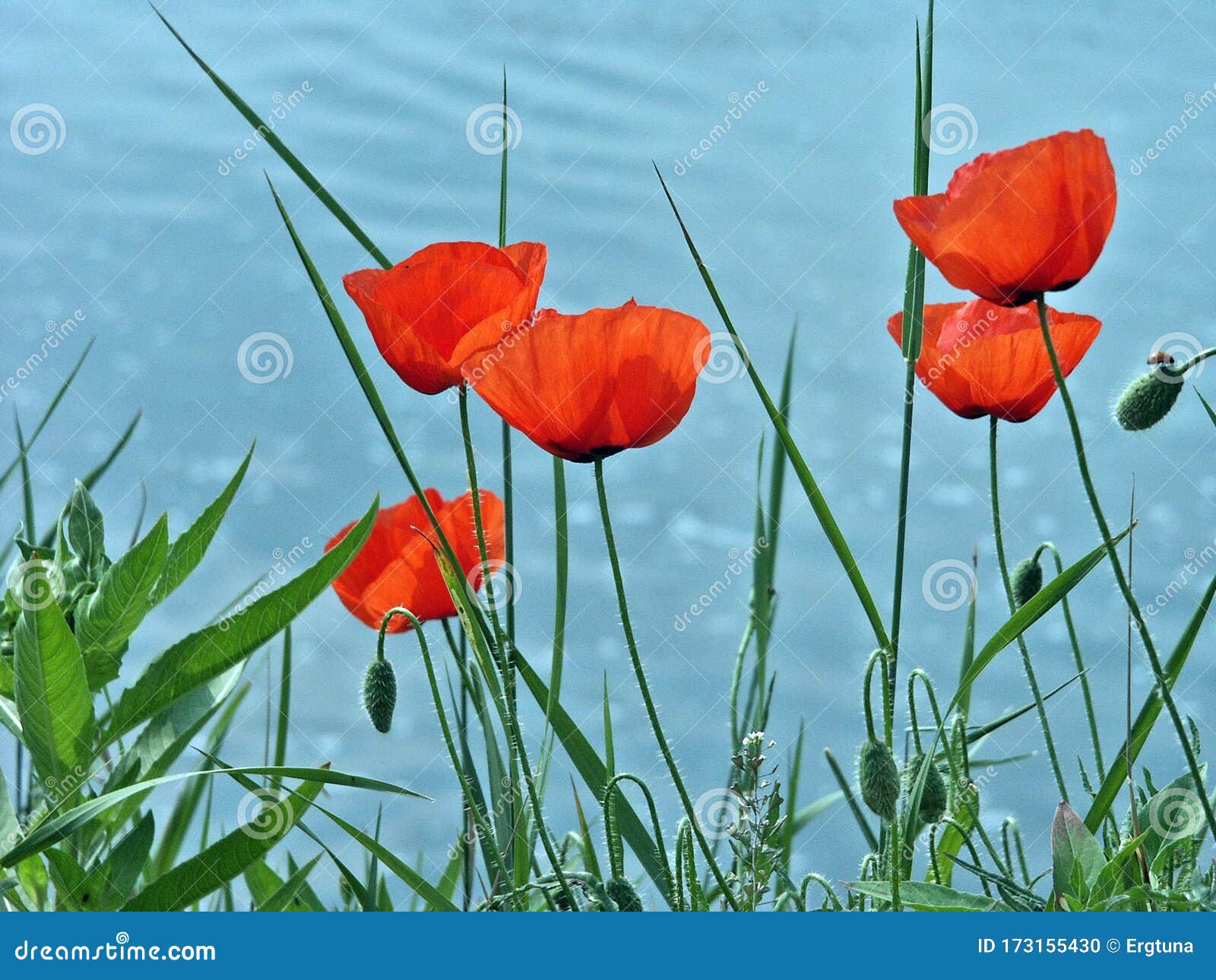 Red Poppies with Blue Background Stock Photo - Image of rivers, colors ...