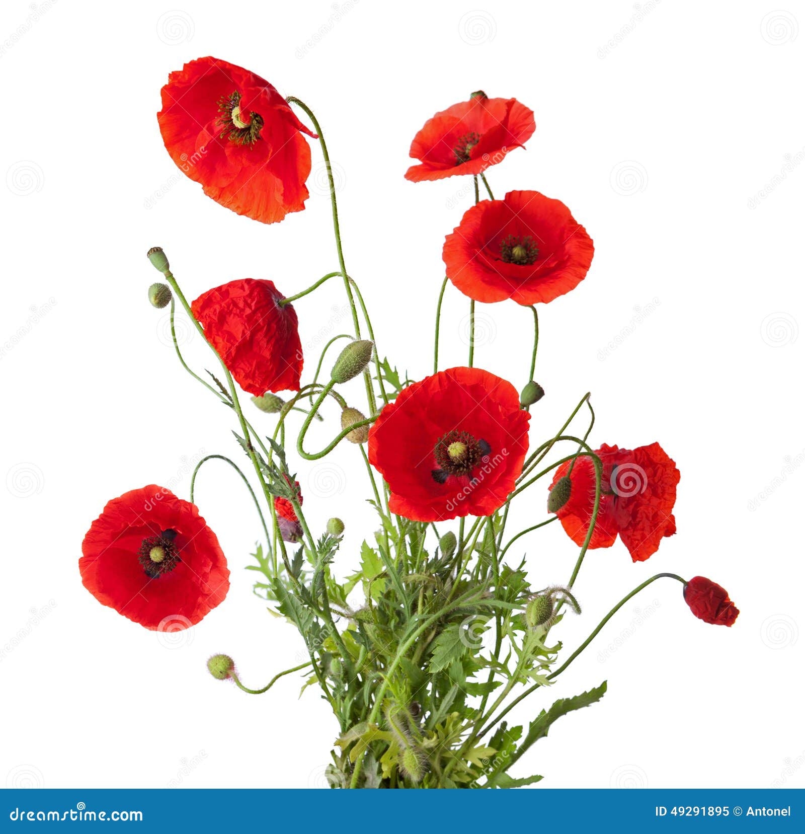 Red poppies stock image. Image of isolated, fragrant - 49291895
