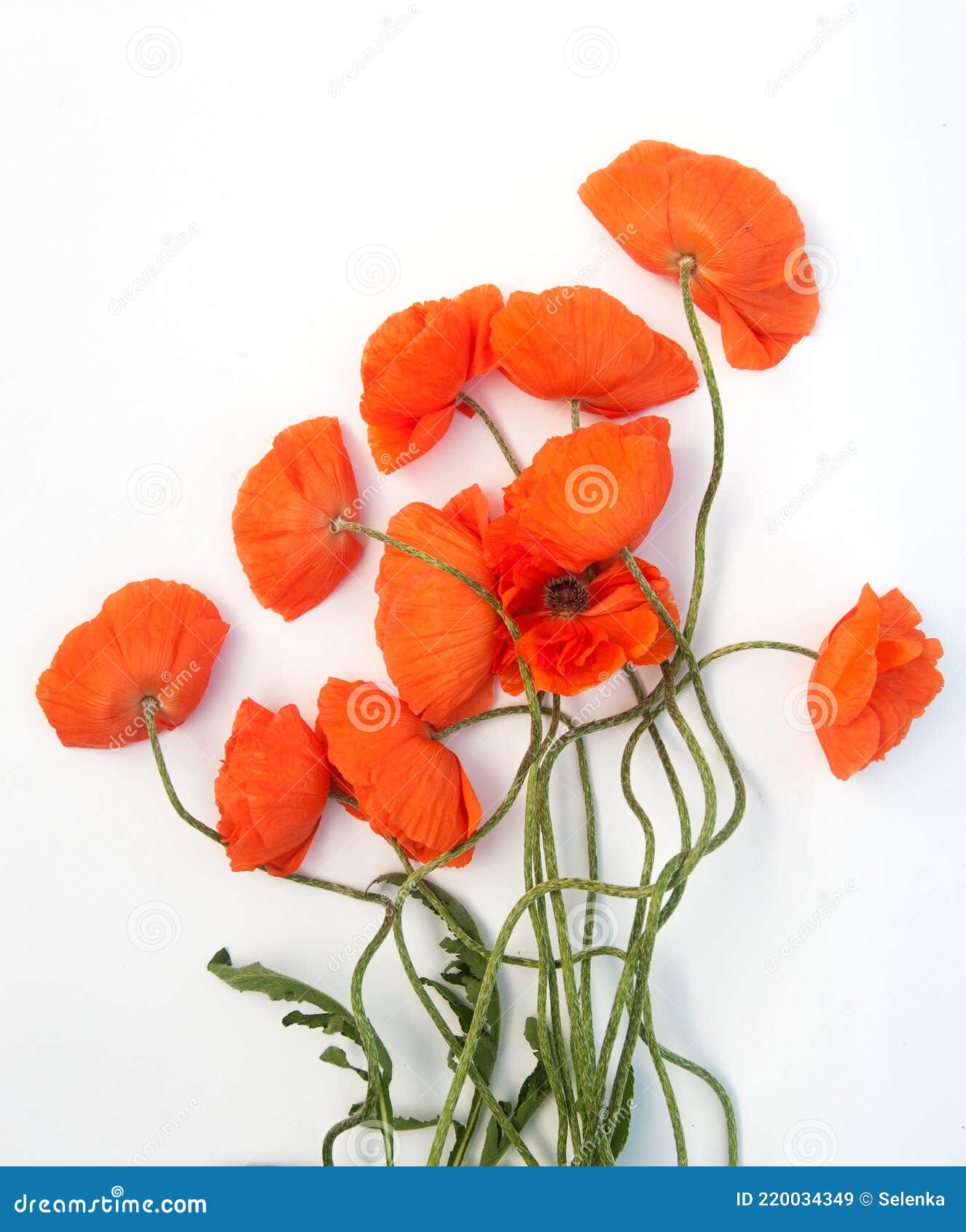 Red Poppies Bouquet Isolated on White Stock Image - Image of closeup ...