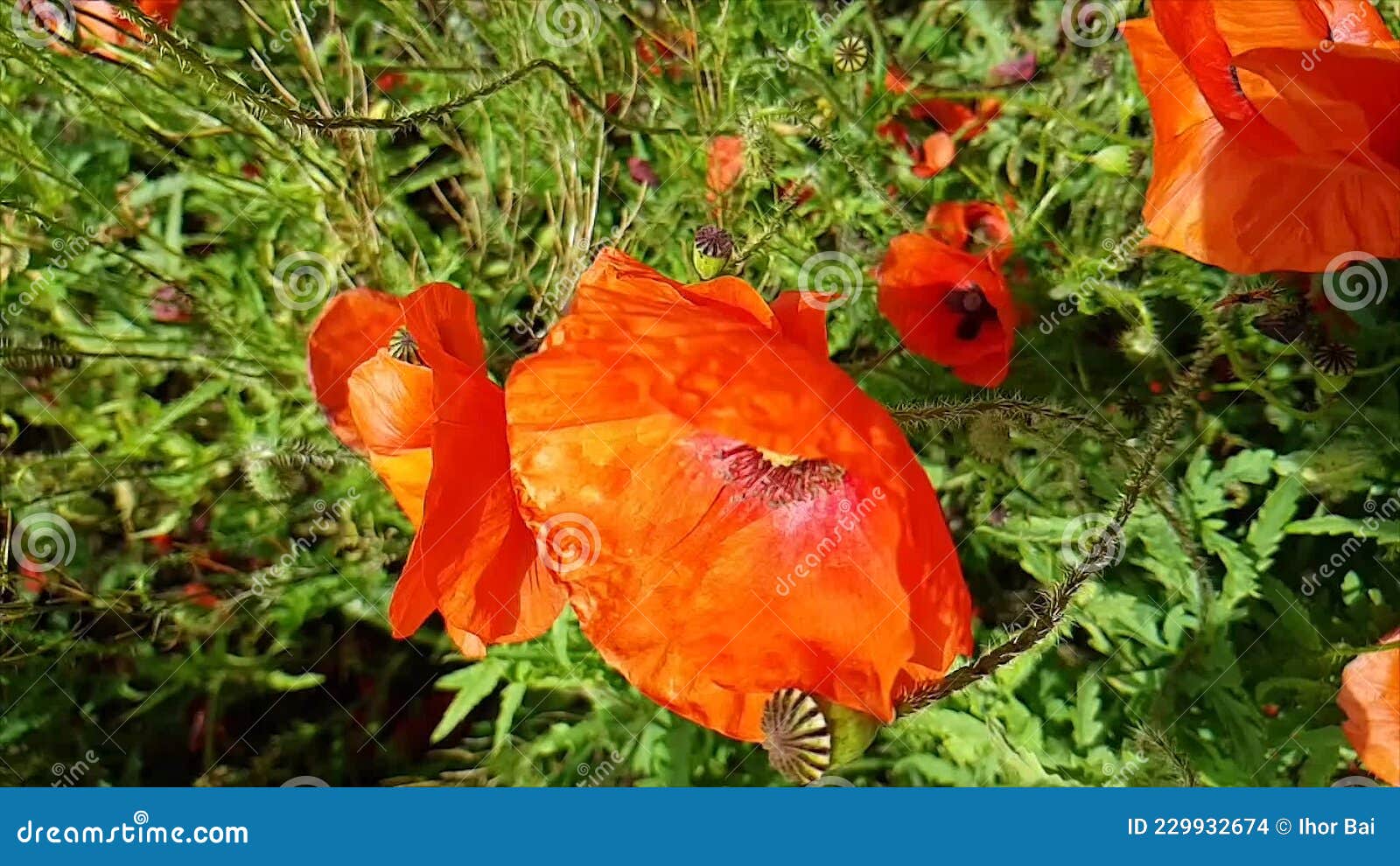 Red Poppies Close-up. Field of Red Poppies Stock Footage - Video of ...