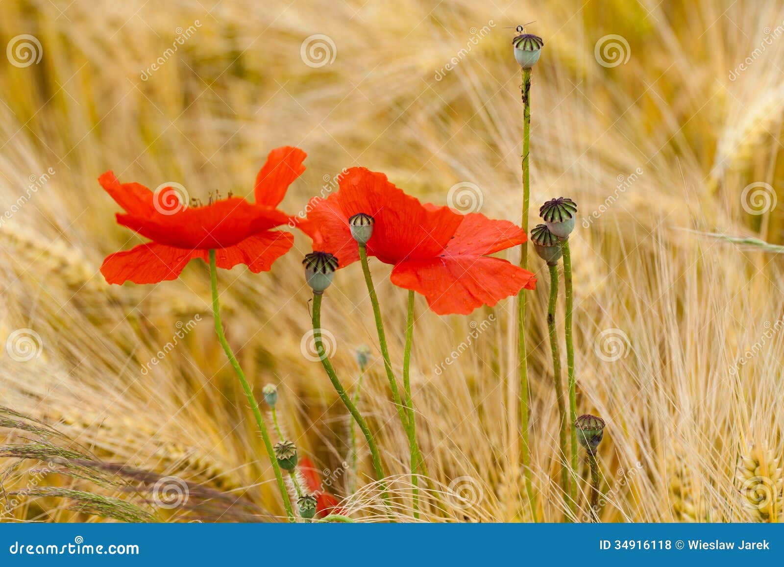 Red poppies stock photo. Image of copy, closeup, agriculture - 34916118
