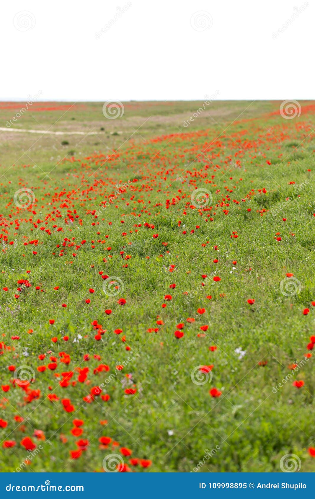 Red Poppies in the Field As Background Stock Image - Image of petal ...