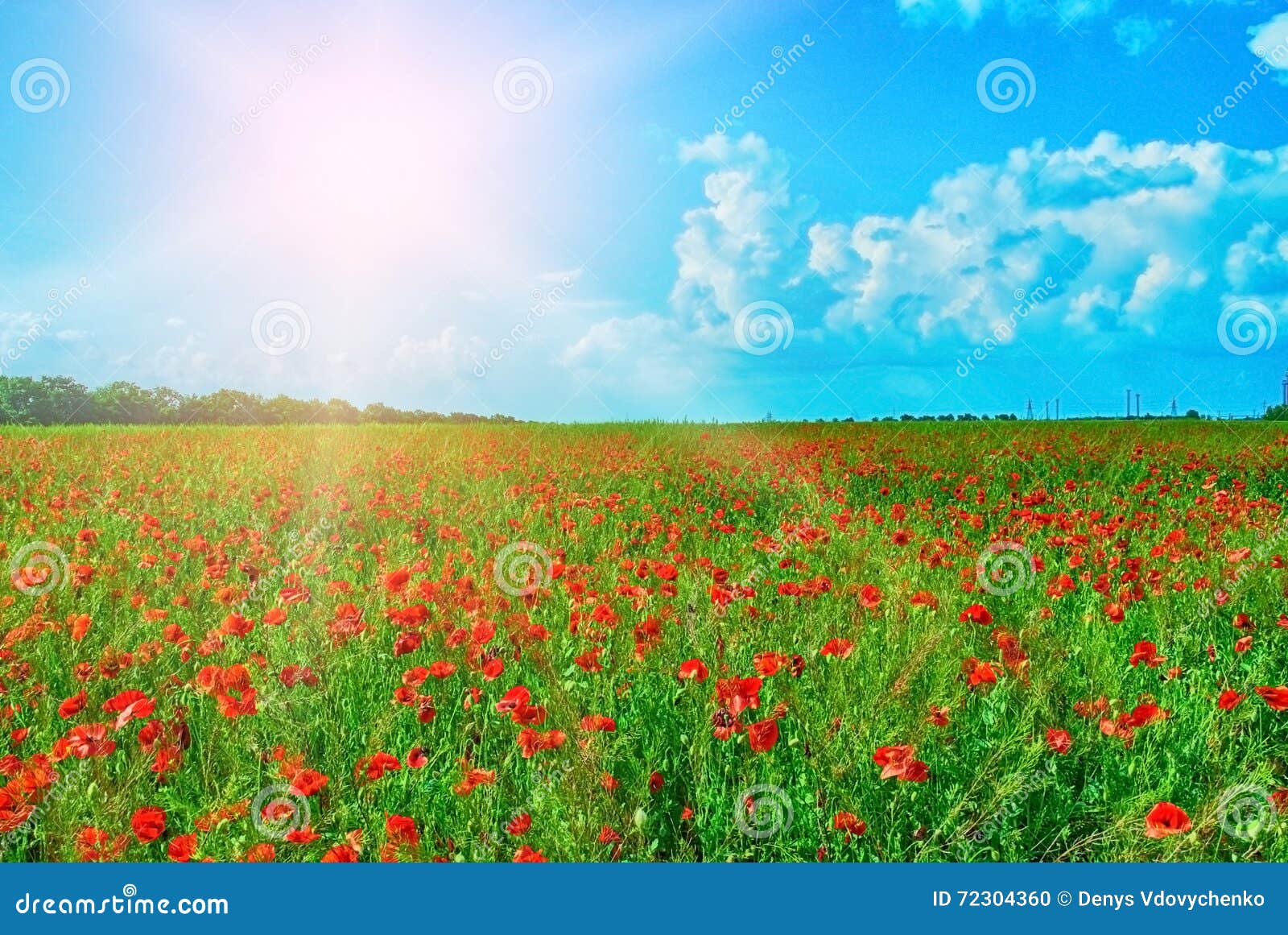 Red Poppies Field in Bright Sunlight Stock Photo - Image of natural ...